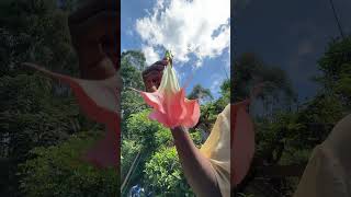 Devil’s trumpet #plants #poison