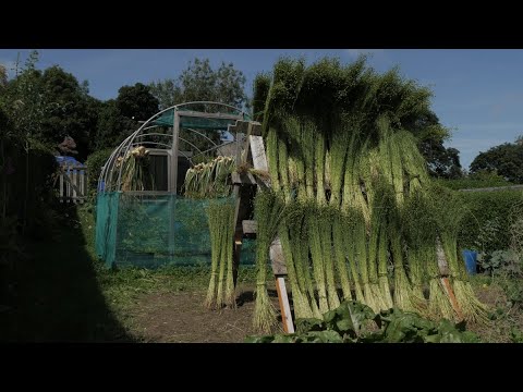 Flax to linen: from sowing to sewing.