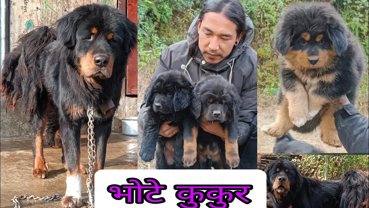 भोटे कुकुर || Bhote Kukur || Nepali Dog Breed || - YouTube