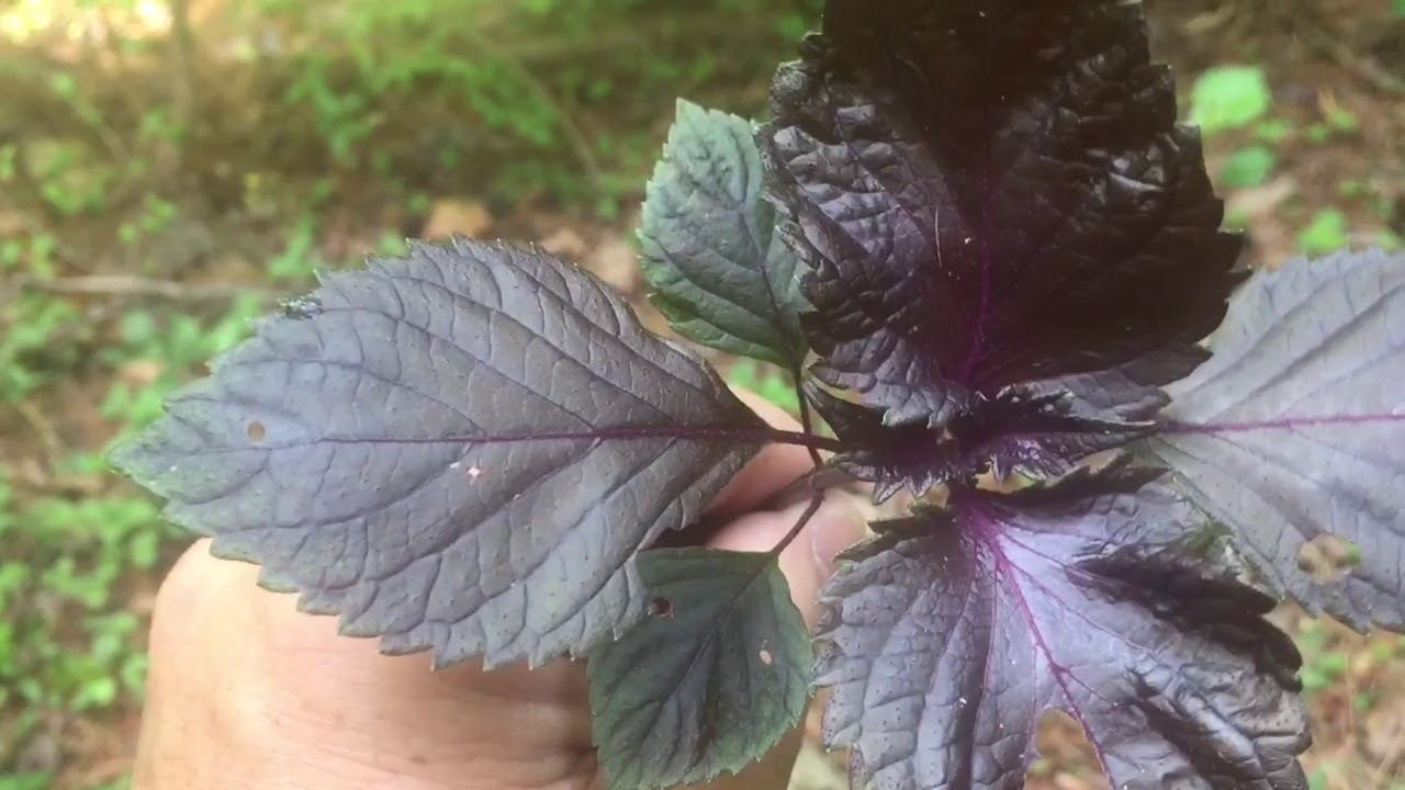 Wild purple basil beefsteak / perilla - YouTube