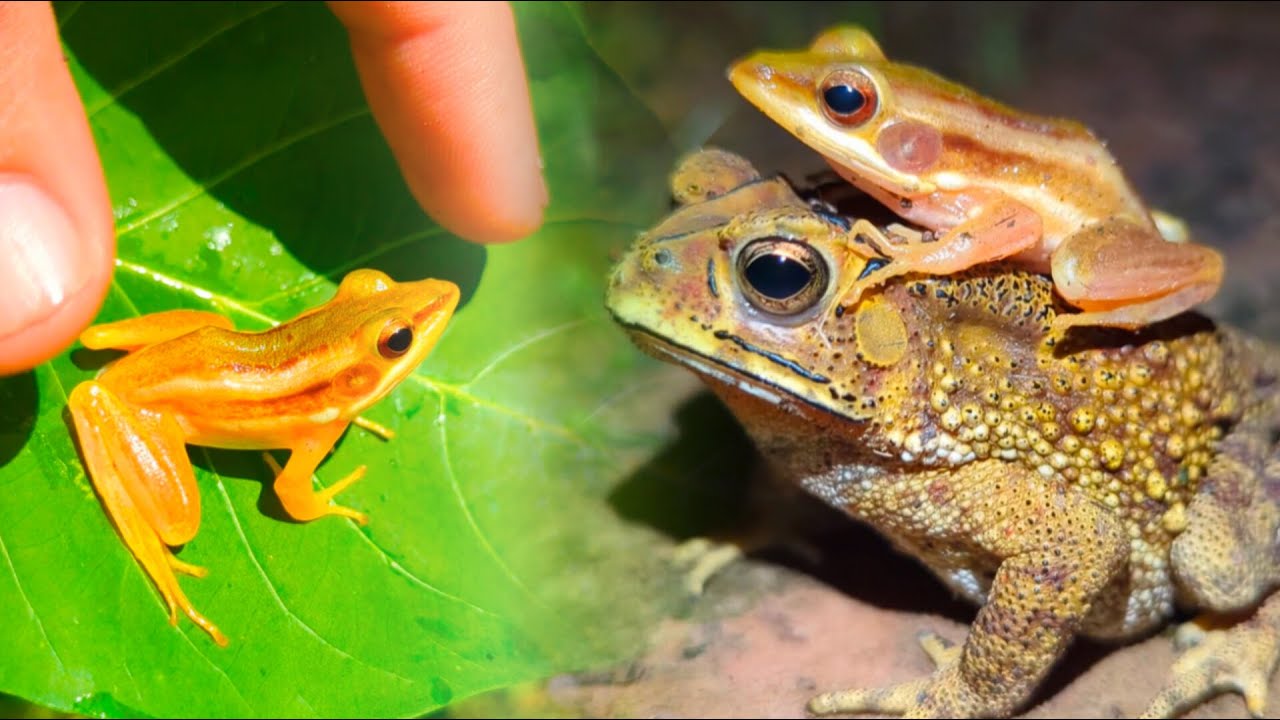 Catch funny tree frog hahaha | Catch a funny toad | Catch big frog ...