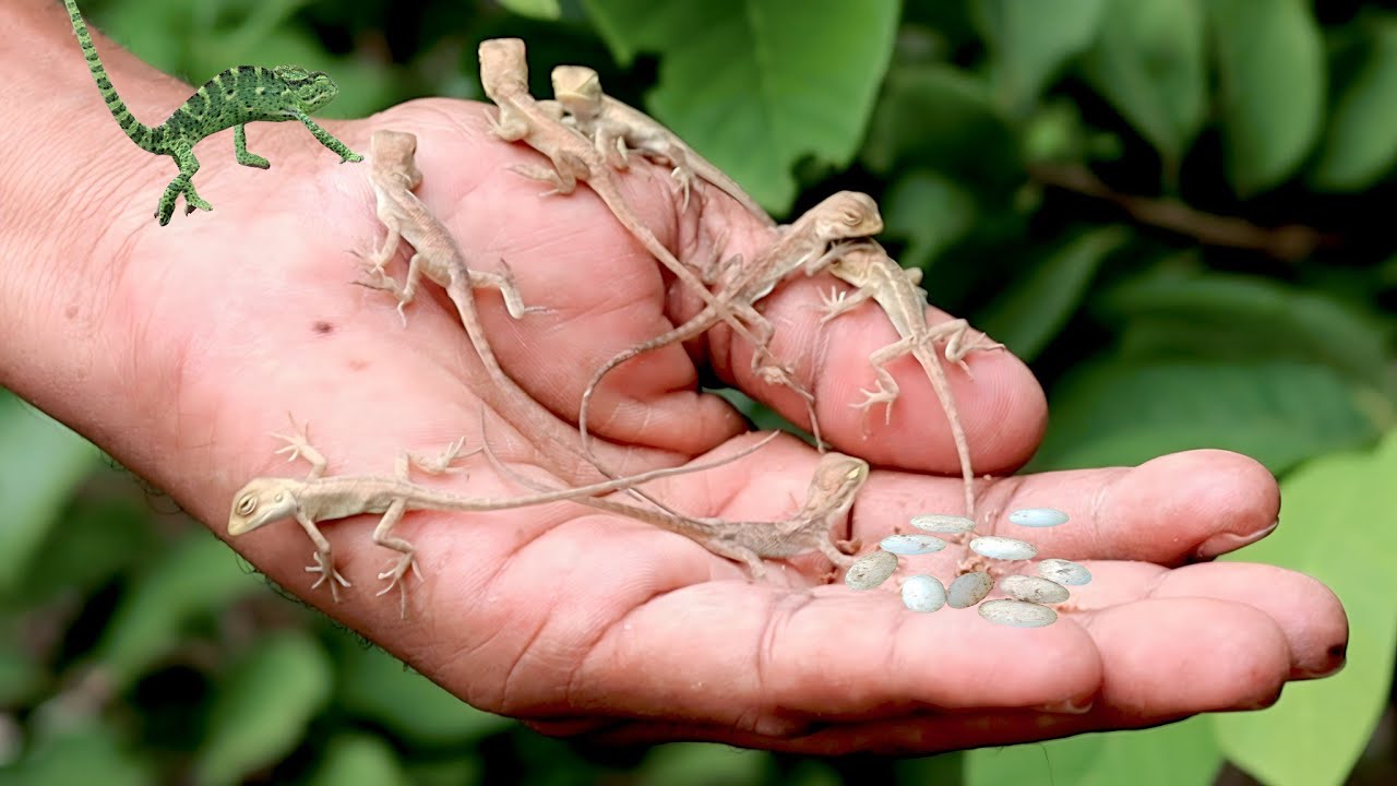 शायद गिरगिट के बच्चे अंडों से बाहर ही नहीं आ पाते 😢 Lizard Hatching ...