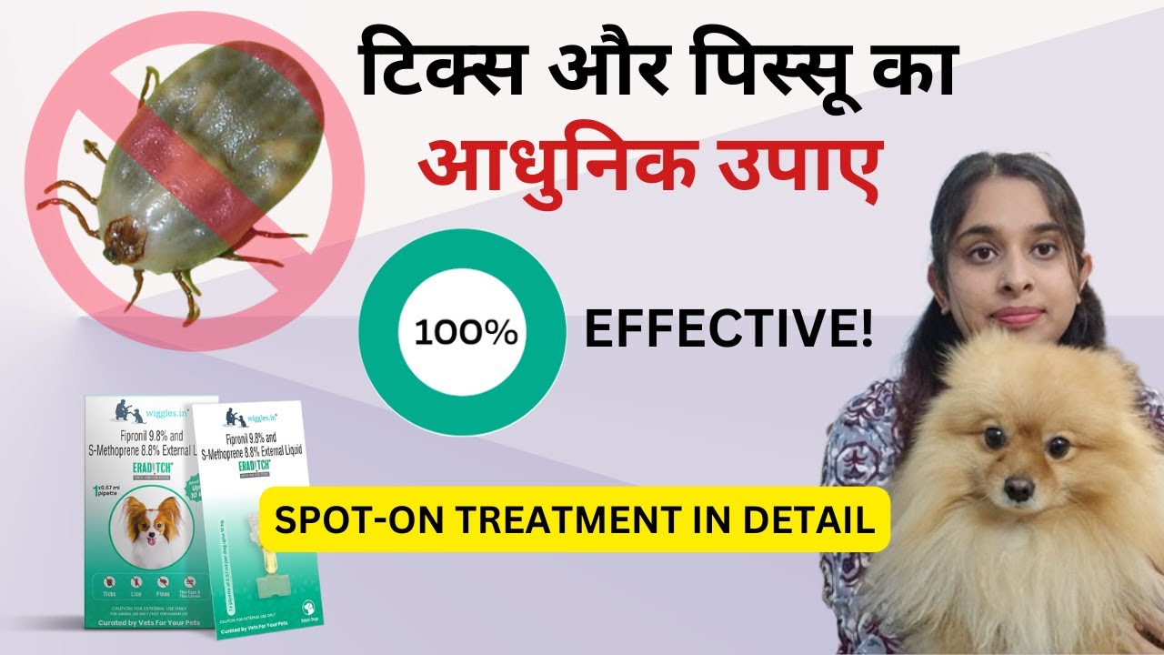Anti-tick Spot-on treatment in dogs/Genuine information from Vet/ Ticks ...