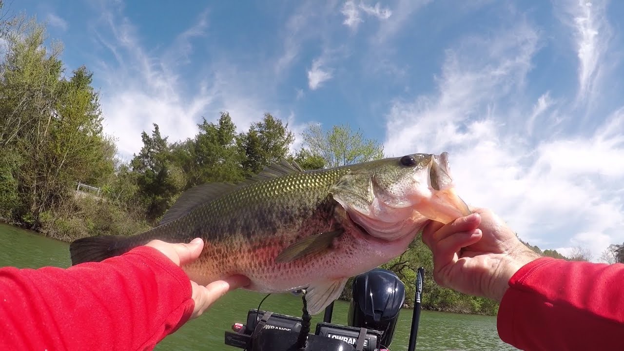 PreSpawn Jig Bite | Jig Fishing with Xcite Baits - YouTube