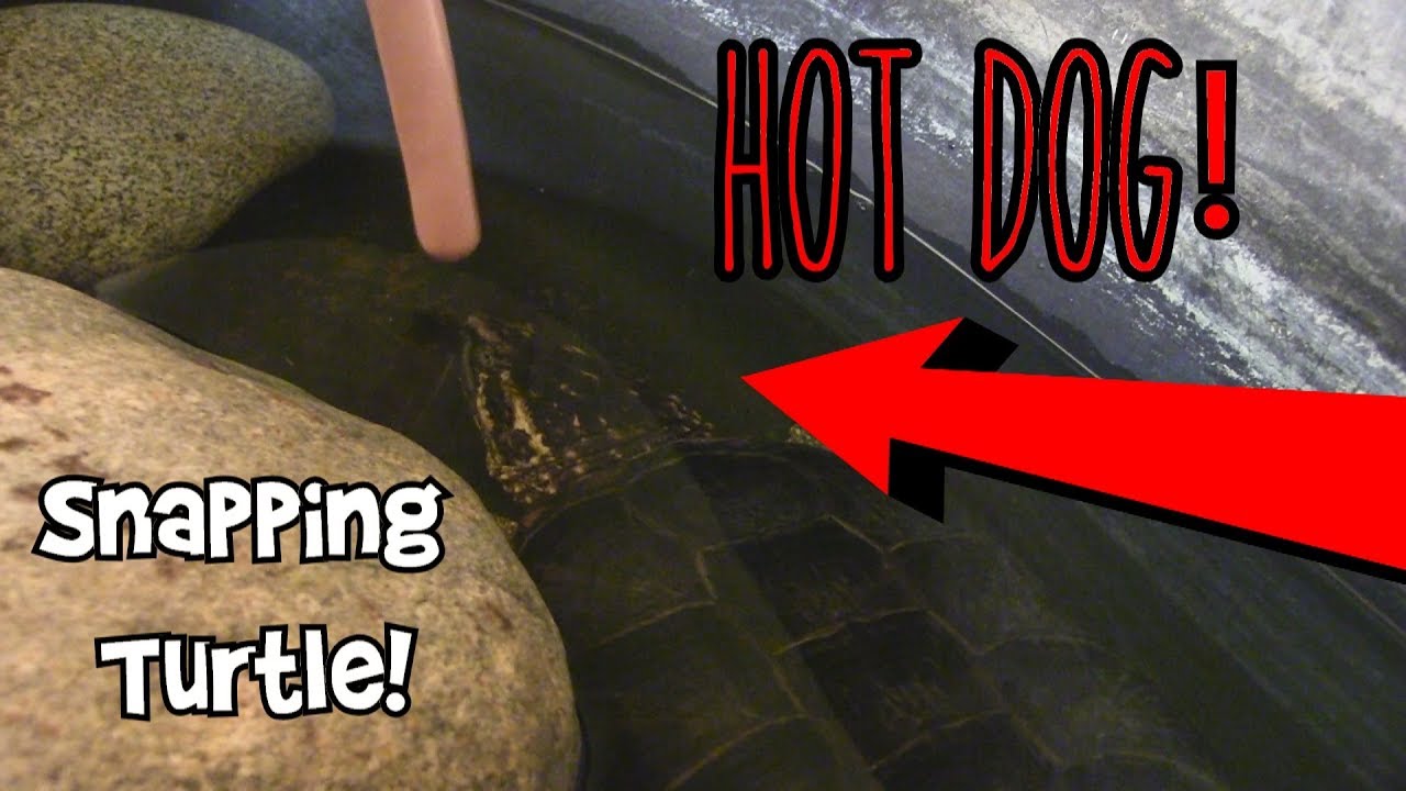 HOTDOG EATING - SNAPPING TURTLE?? (SnakeHuntersTV) - YouTube