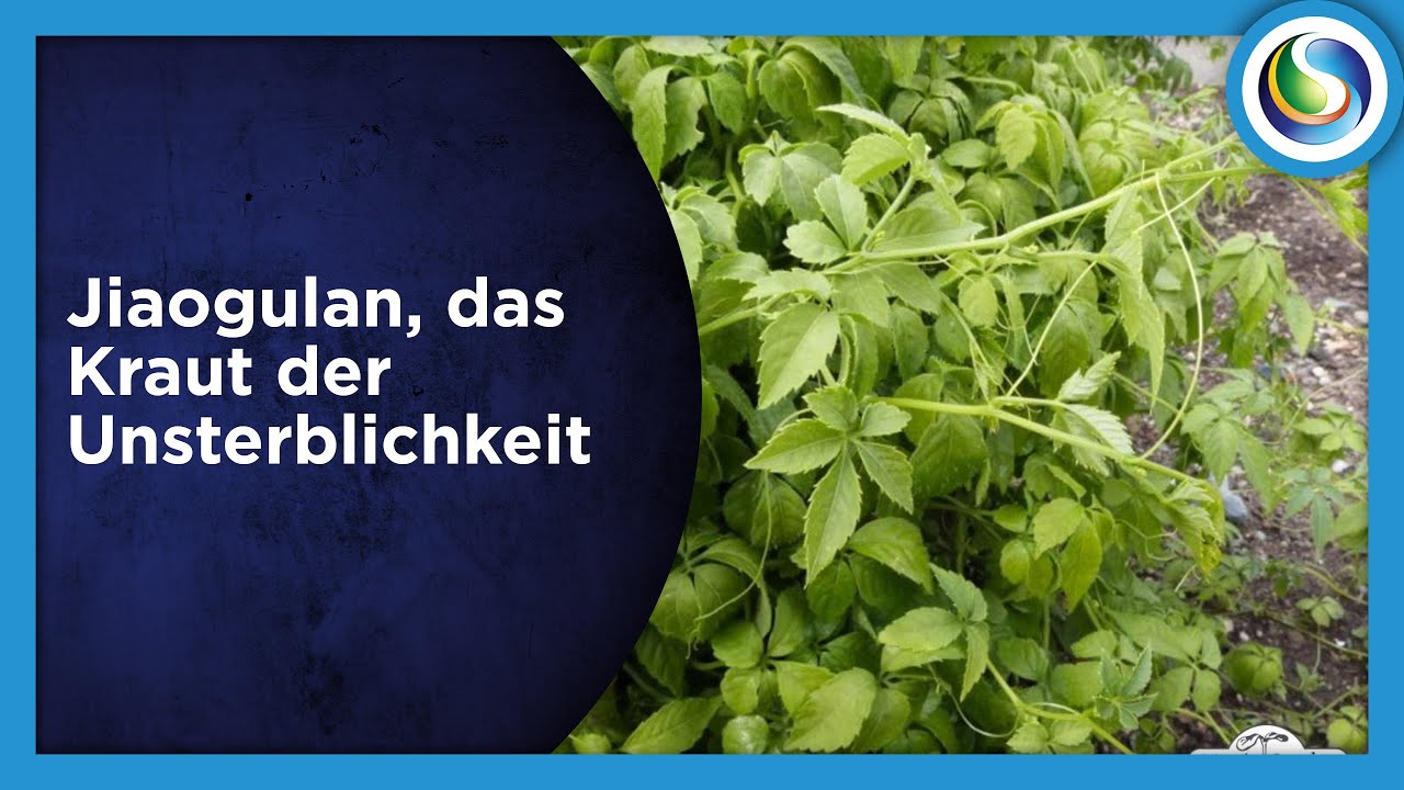 Kraut Der Unsterblichkeit Verboten