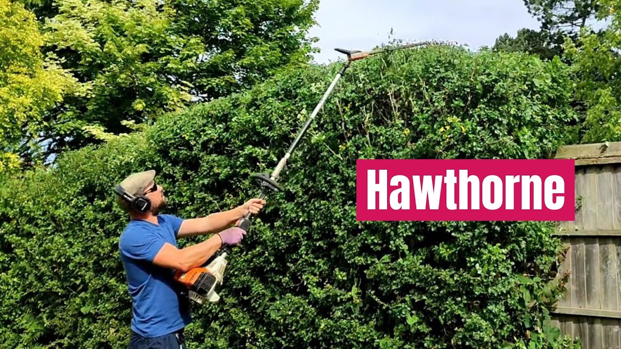 Hedge Trimming Hawthorne Safely & Mowing the Lawn - YouTube