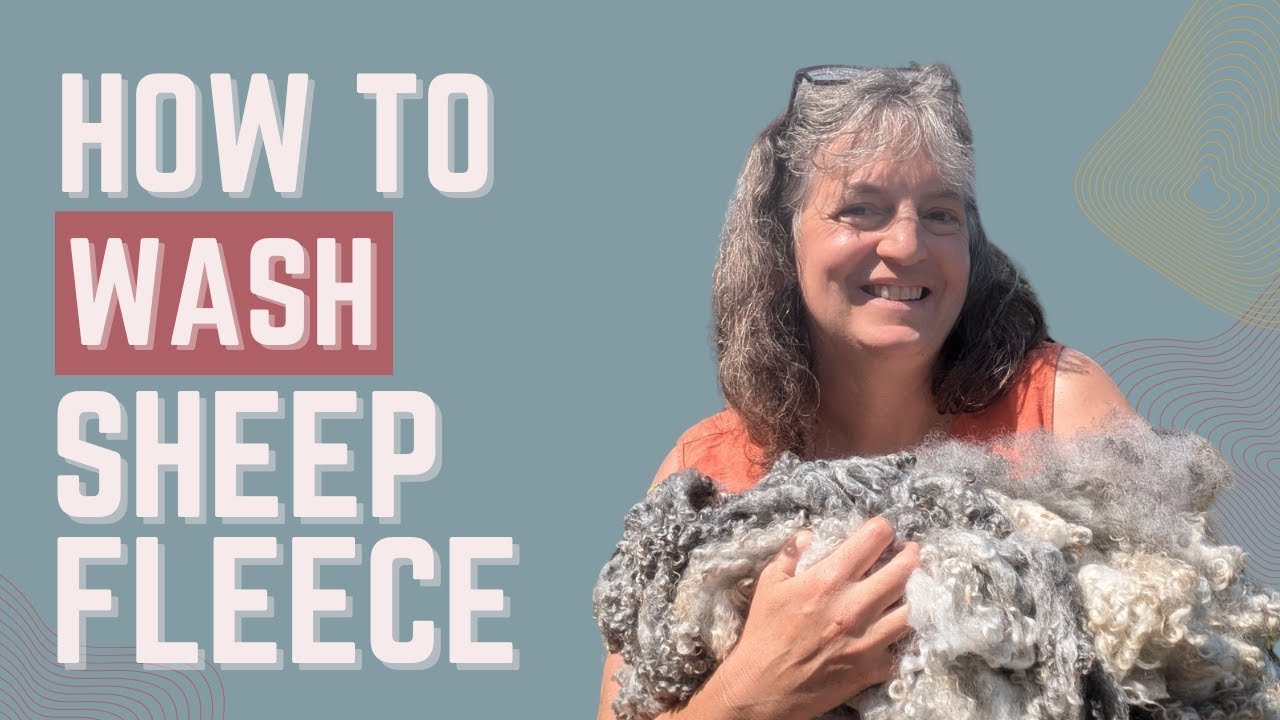 Sheep Fleece 101: A Beginner's Guide to Washing Raw Wool Fleece at Home ...