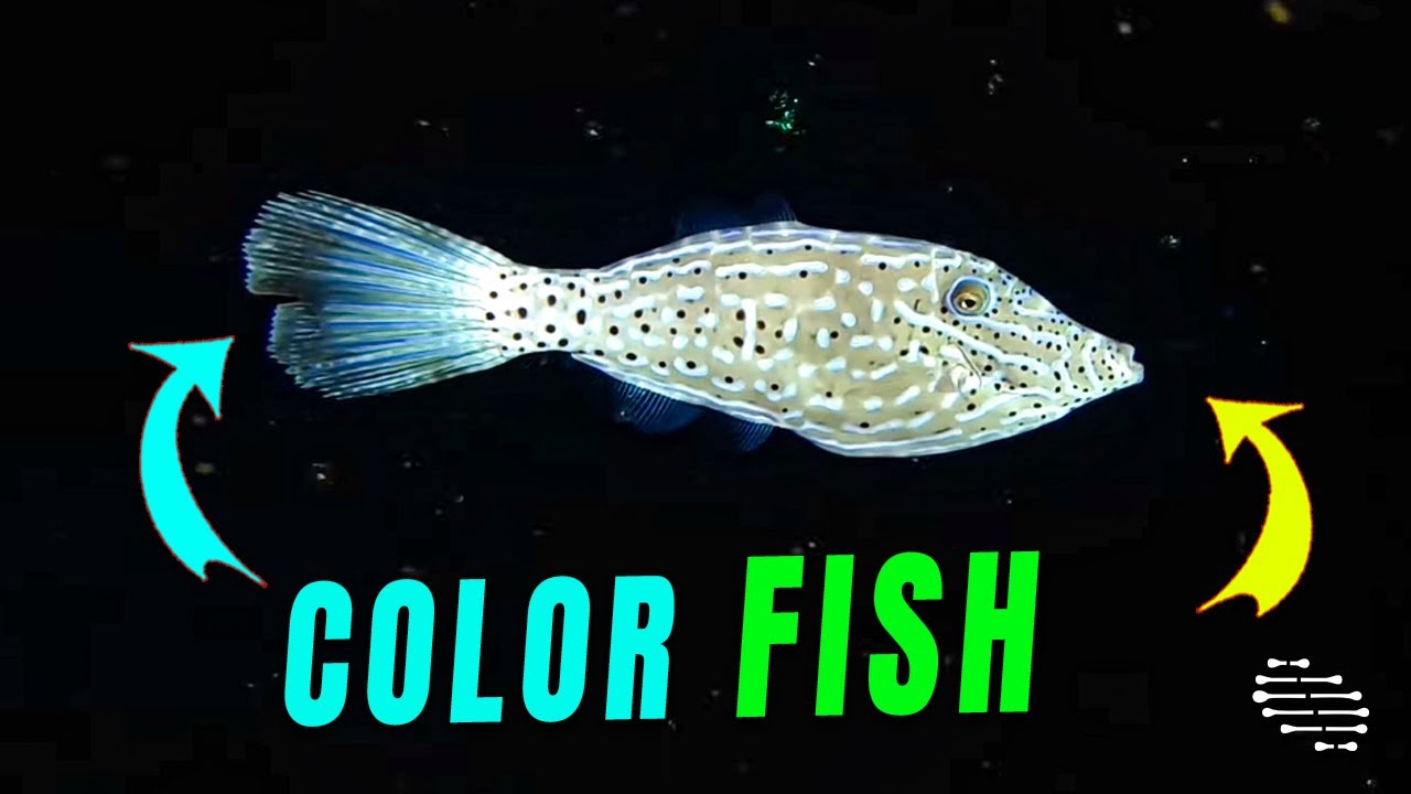 Scribbled Filefish's Remarkable Color Adaptation - YouTube