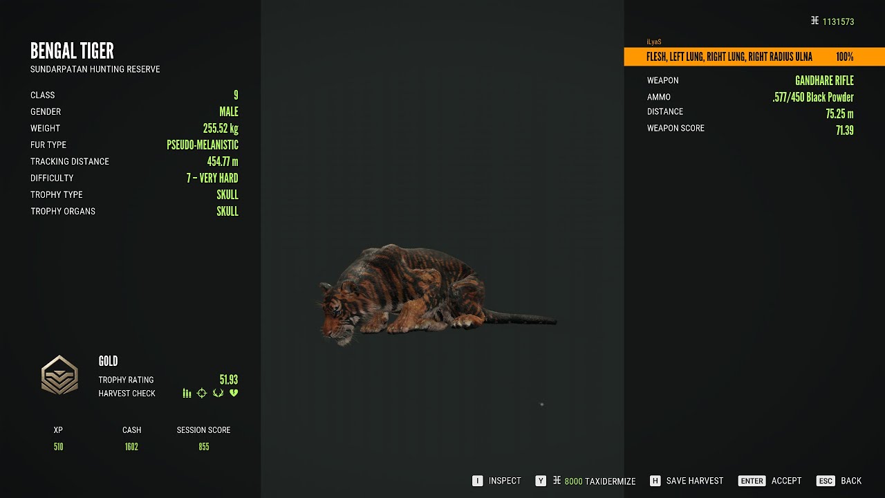 Bengal tiger - 7/Pseudo Melanistic Variation 1 - YouTube