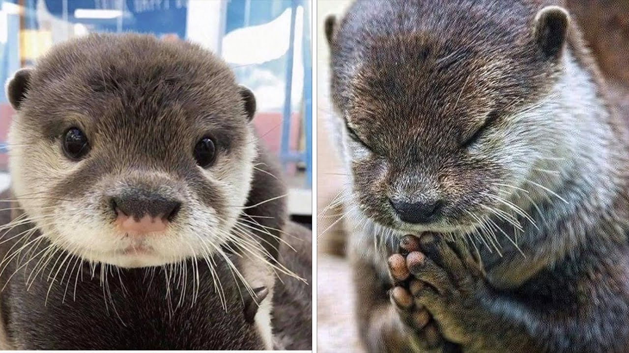 Otter and cat at stay at home was interesting! #3 - YouTube