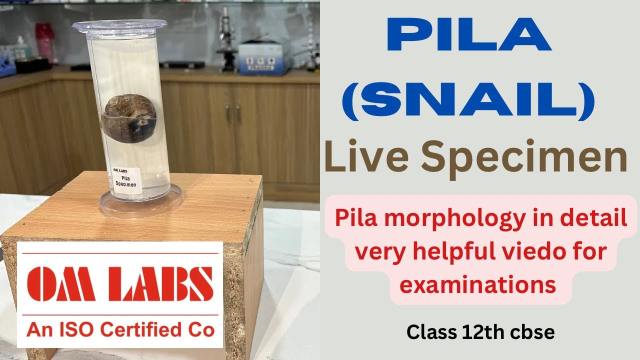 Pila ( SNAIL)specimen | omlabs#biology#life#biologyspecimen#ytvideo# ...
