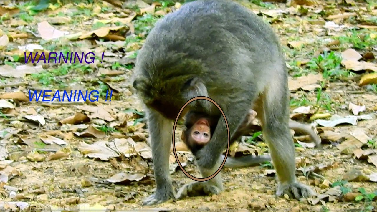 OMG ! Breaking Heart! Baby Jayden Just Born, Why Mom Jade Doing Like ...