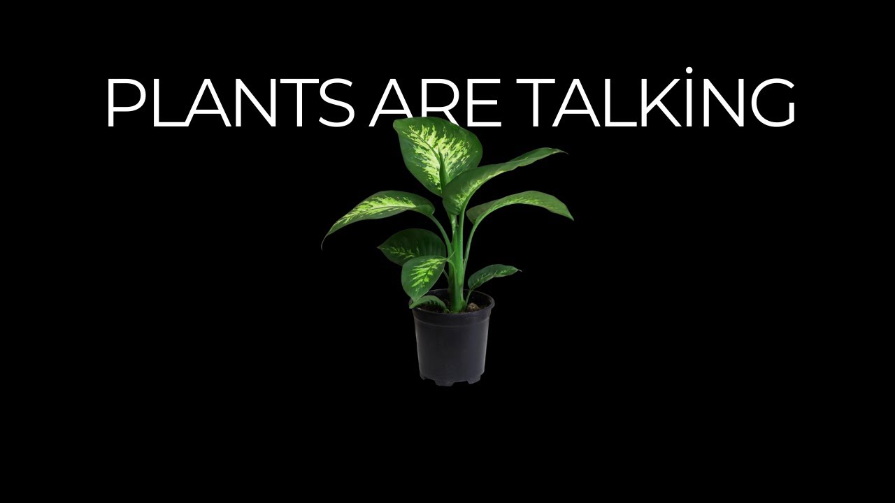 Can Plants Hear and Speak? - YouTube