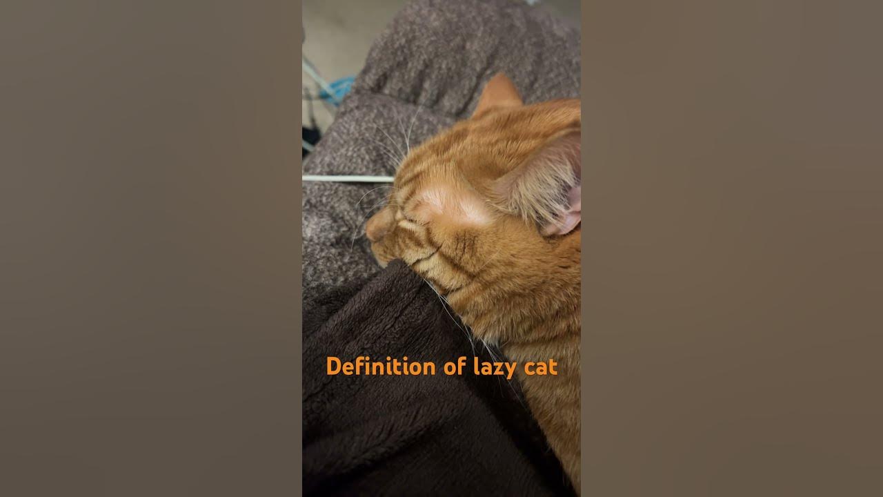 Definition of lazy cat - YouTube