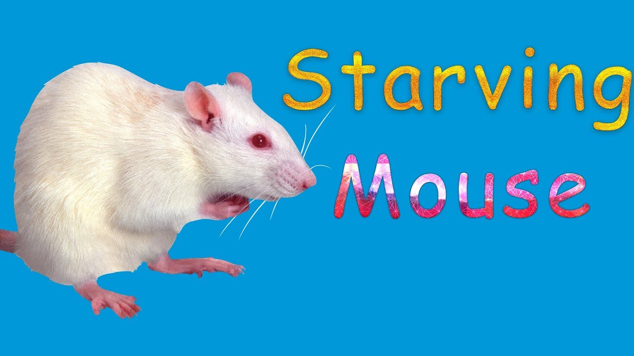 Funny video 2018 for kids comp in March 2018 - Funny videos 2018. What ...