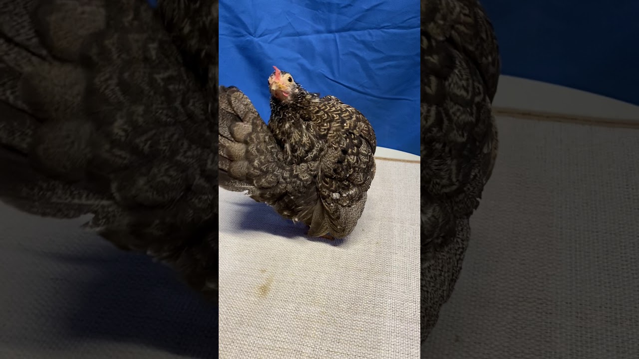Finals Open Hen #2 - YouTube