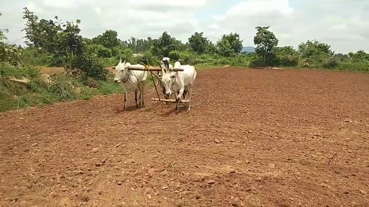 விவாசயம் கேல்வரகு "Formers ragi cultivation" - YouTube