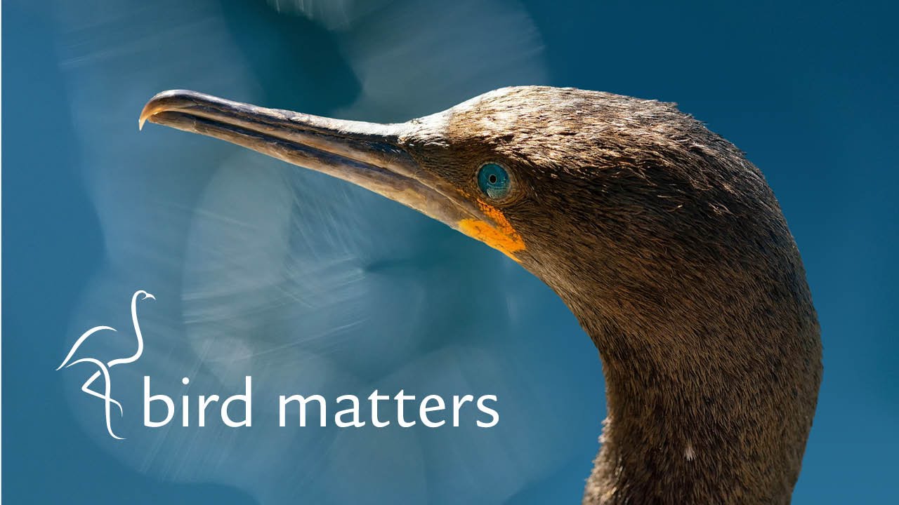 Citizen Science: Bird Matters - YouTube