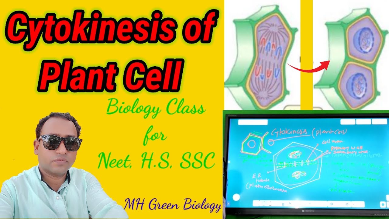 Cytokinesis of Plant Cell, plasmodesmata, cell wall, interzonal fibres ...