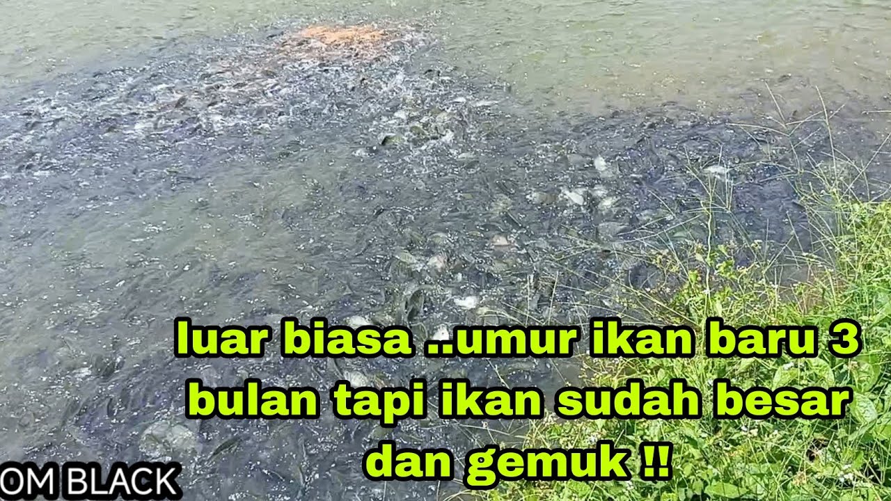 Luar biasa ..ikan baru umur 3 bulan tapi ikan cepat besar gemuk dan ...
