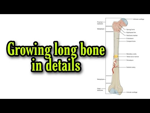 GROWING LONG BONE (parts & blood supply)!!Types of EPIPHYSIS - YouTube
