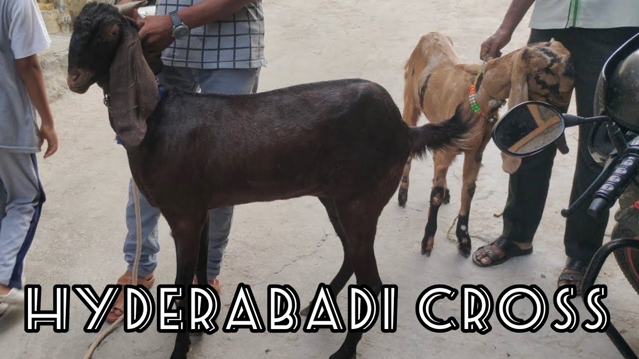 hyderabadi cross bakriya available in Hyderabad Sulaiman nagar MM ...