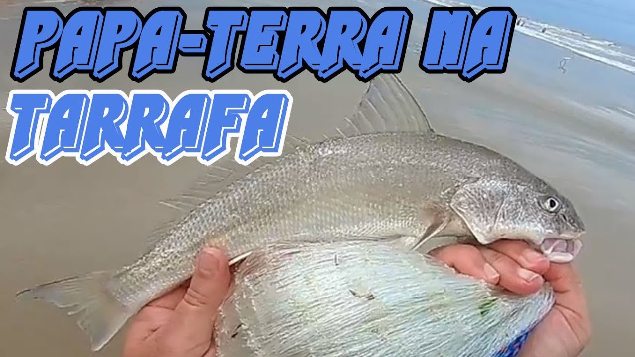 Pesca de Papa Terra com TARRAFA - YouTube
