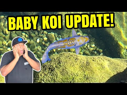 BABY KOI FISH GOES CRAZY! - YouTube