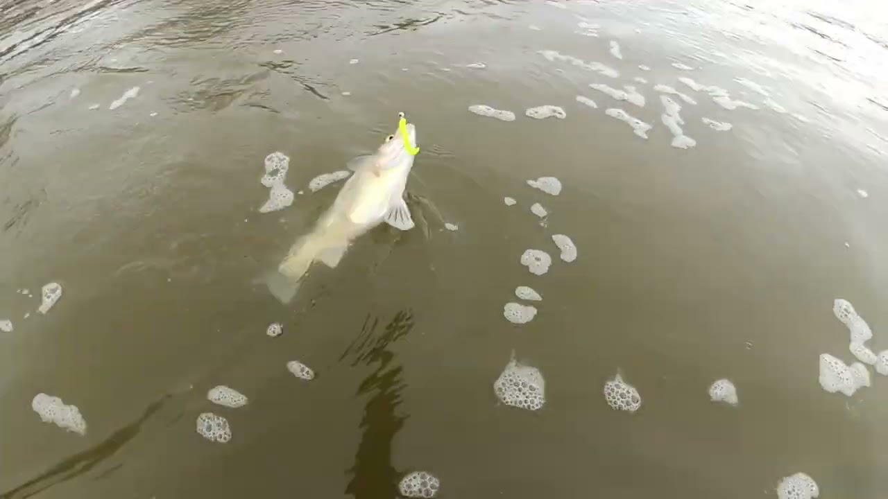 Striper Bass Fishing At Denison Dam Fishing Texoma Texas Ep 3 - YouTube