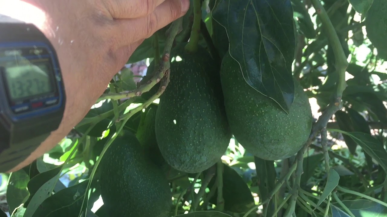The Beautiful Kona Sharwil Avocado Tree (And Why the Avocado Skirt is ...