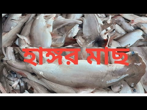 Amazing Shark 🦈 Fish Packing Process in Cox's Bazar,Fishari Gat l Shark ...