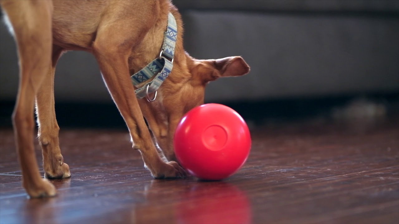 Six Minutes Of Dog Eating From Wobble Kong YouTube six-minutes-of-dog-eating-from-wobble-kong-youtube