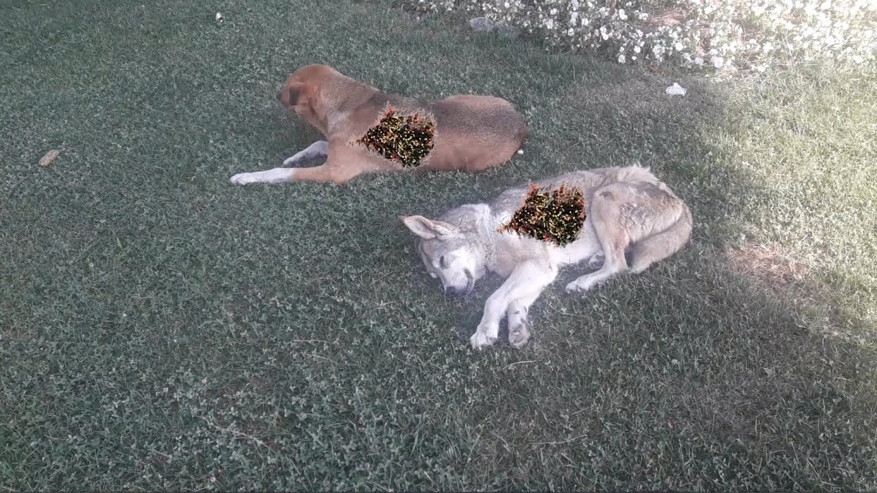 Removing Monster Mango worms From Helpless Dog! Animal Rescue Video ...