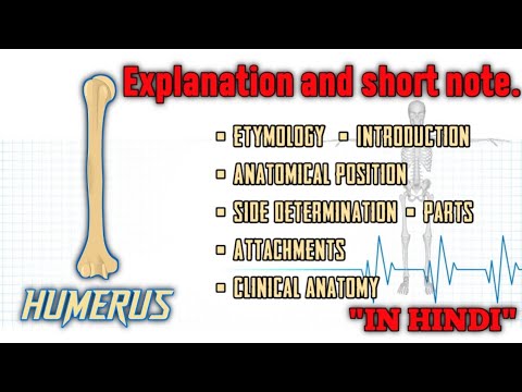 Humerus bone | Anatomical position | Side determination | Attachments ...