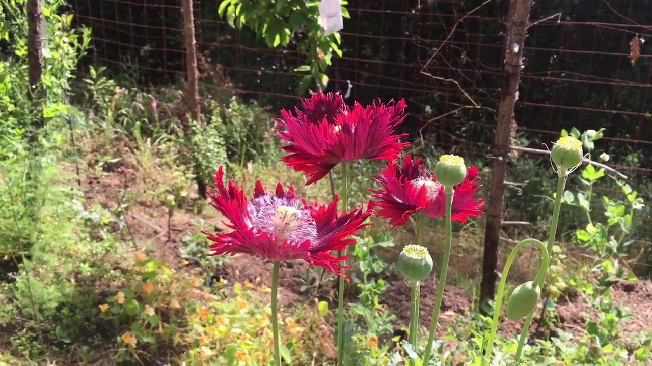 Growing Danish flag poppies - YouTube