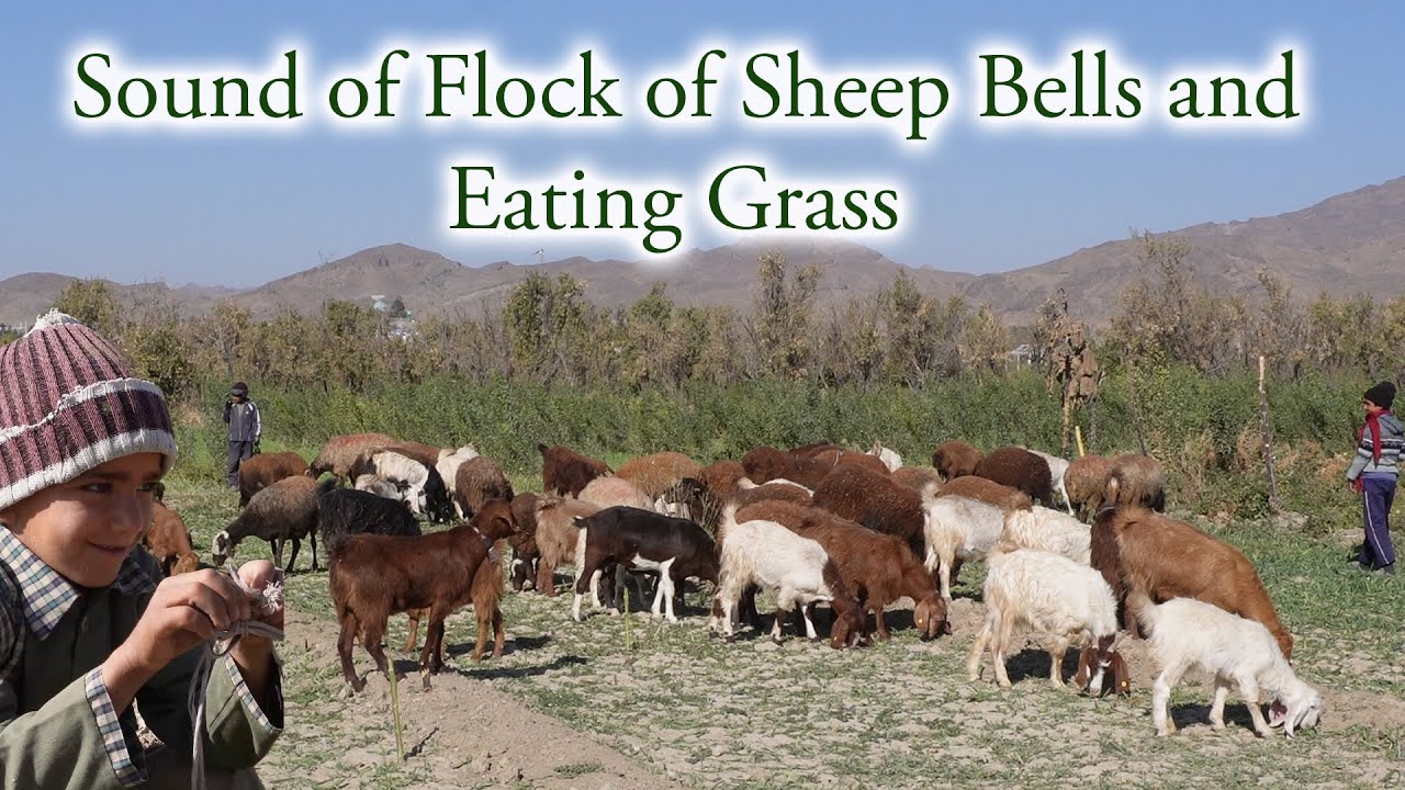 The sound of a Flock of Sheep Eating grass 🐑 | Sound of Flock of Sheep ...
