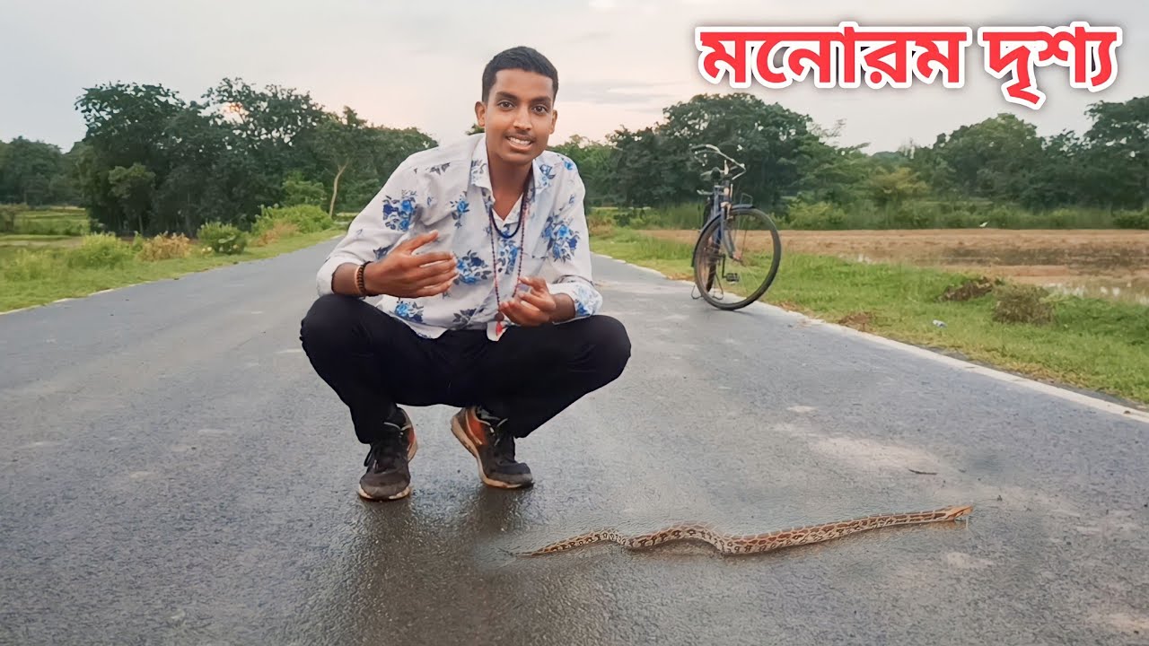 কী মনোরম দৃশ্য। Baby Rock Python Crossing On Road। Python Rescue ...