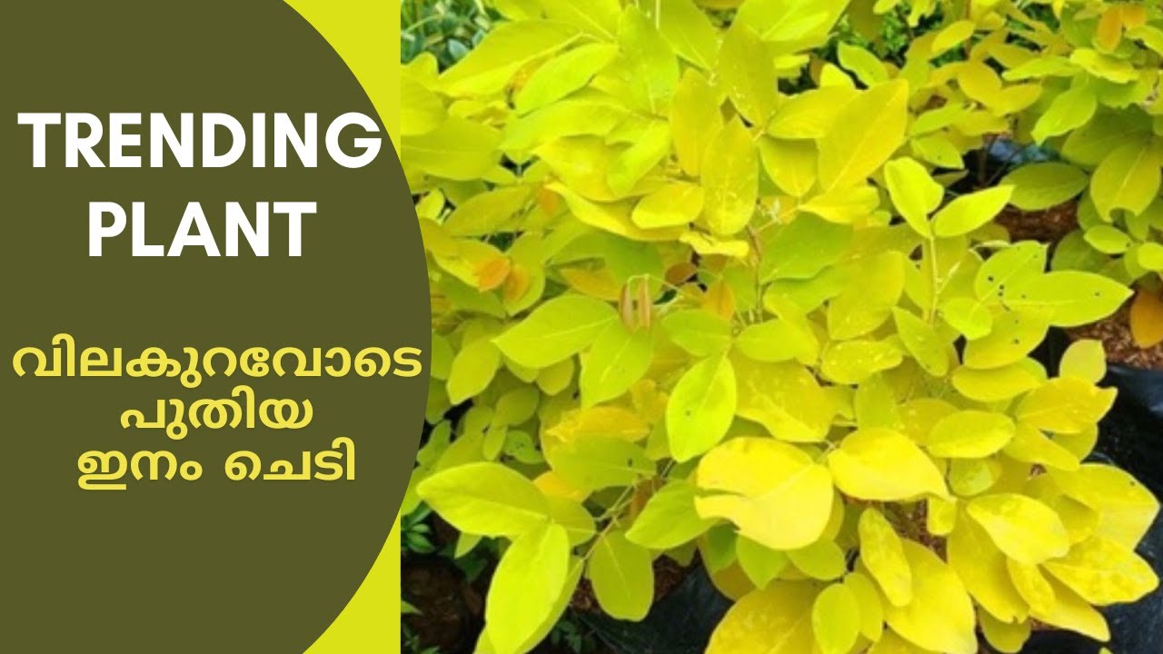 Legium Desmodium, Beautiful leaf plant, Care and propagation details ...