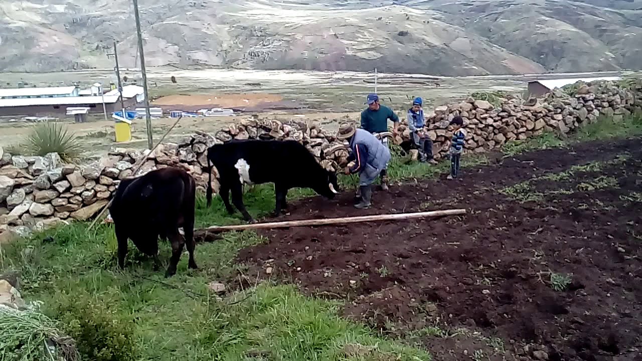 preparando la yunta para sembrar - YouTube