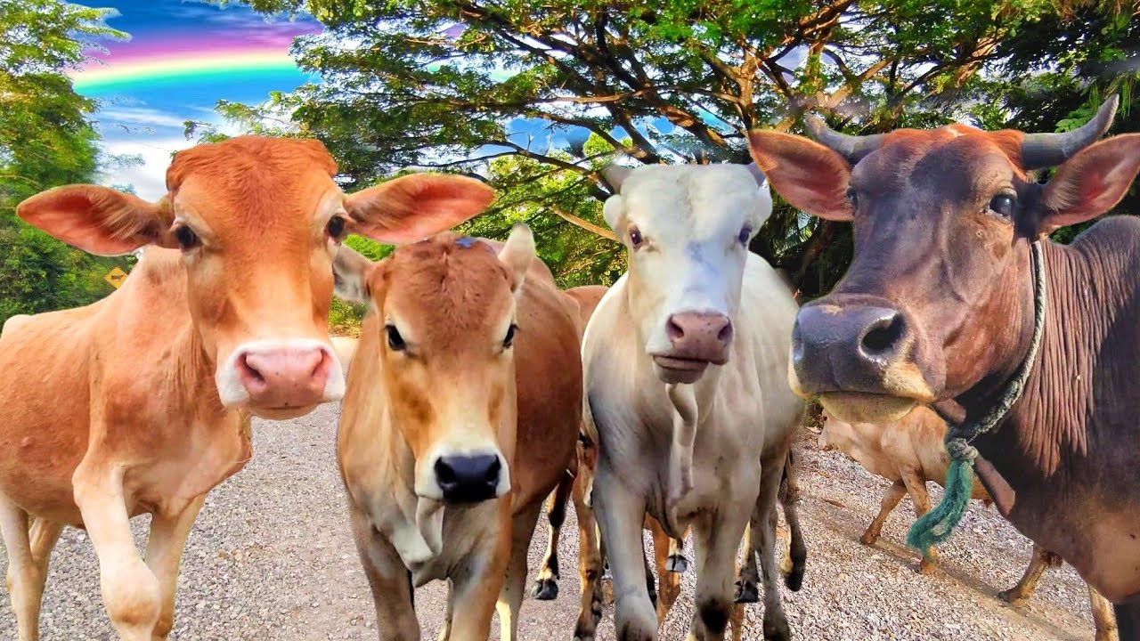 Cow EMBOOH - Cowbell, Cow Sound, Village Cows Roaming On The Street ...