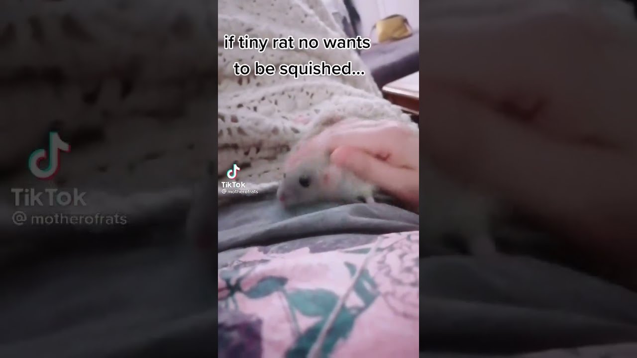 If tiny rat no wants to be squished, then why squishy? - YouTube