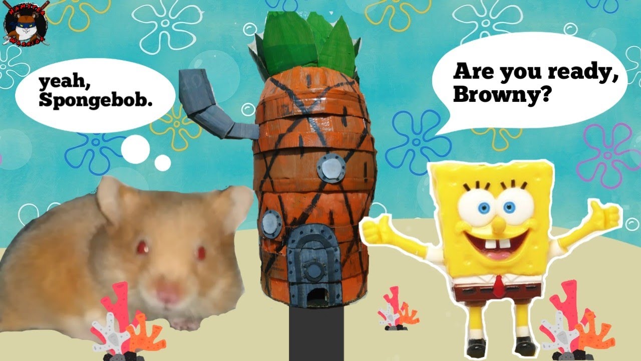 Hamster Browny In Spongebob Home Maze || 🐹Hamster Warrior🐹 - YouTube