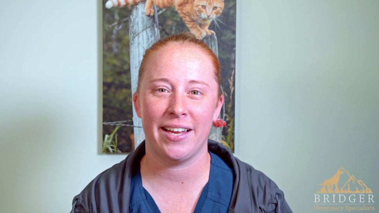 Sarah Shinn Bridger Veterinary Specialists Bozeman Montana - YouTube