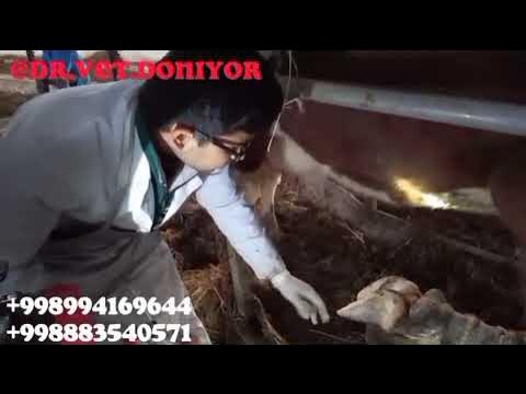 Qoramollar tuyoqlariga ortopedik ishlov berish va tuyoq kasalliklarini ...