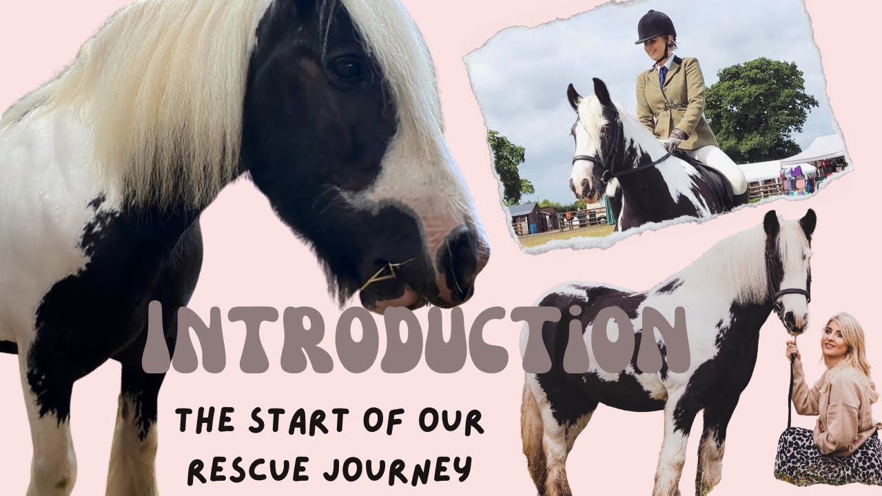 Owning a Rescue Pony -Intro - YouTube