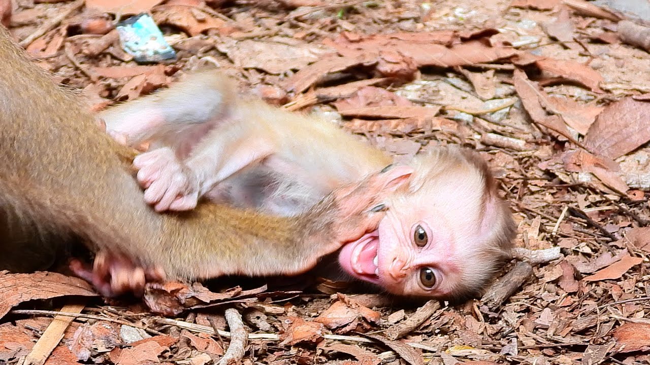 Pitiful Baby Lucie......Why Mummy Luna Do Like That ?? - YouTube