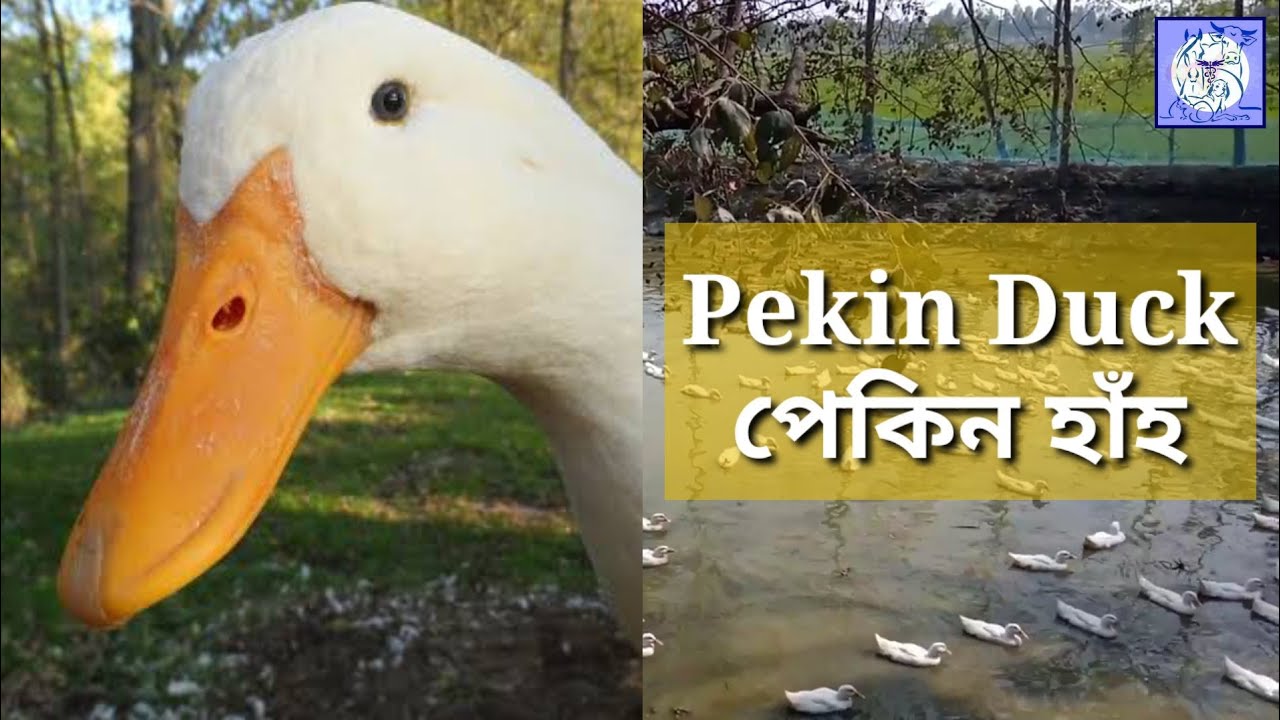 পেকিন হাঁহ | Pekin Duck farming in Assam | White Pekin Duck | Duck ...
