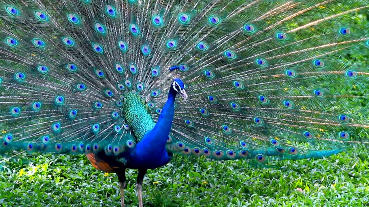 Amazing Peacock Facts for Kids | Fun & Educational Animal Video - YouTube