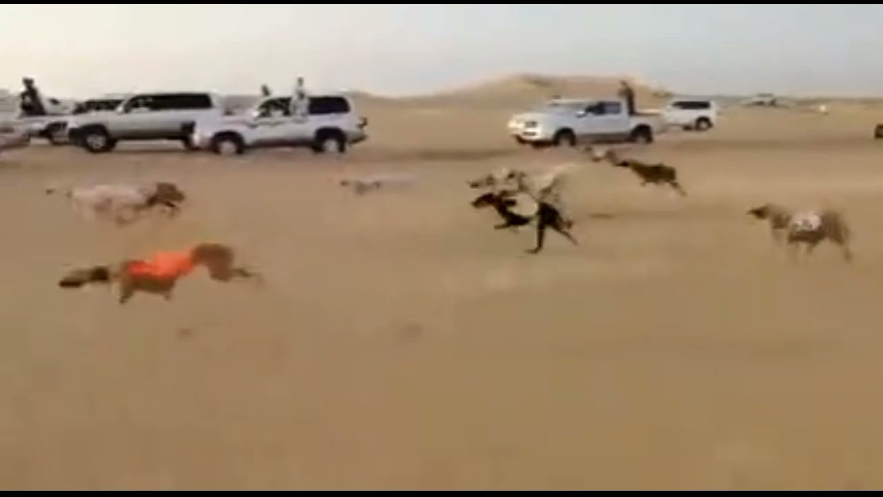 BALAP ANJING DI ARAB APA INI WISATA HARAM ATAU HALAL? - YouTube